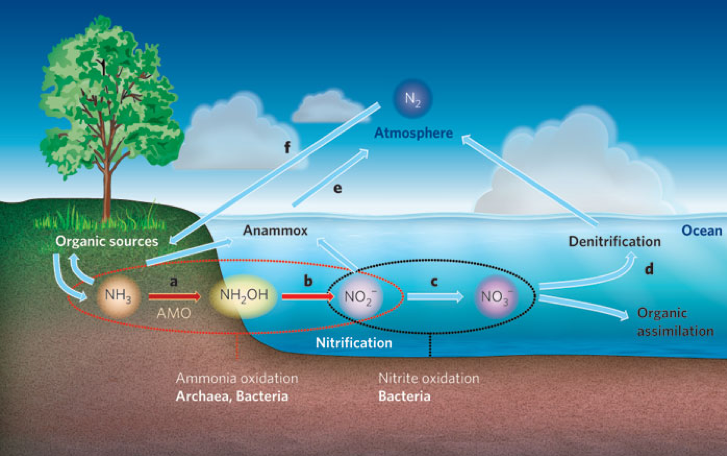 Nitrification & Denitrification in Wastewater Treatment: What, Why and How